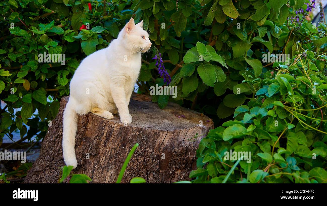 White cat sitting on a tree stump surrounded by green foliage and ...
