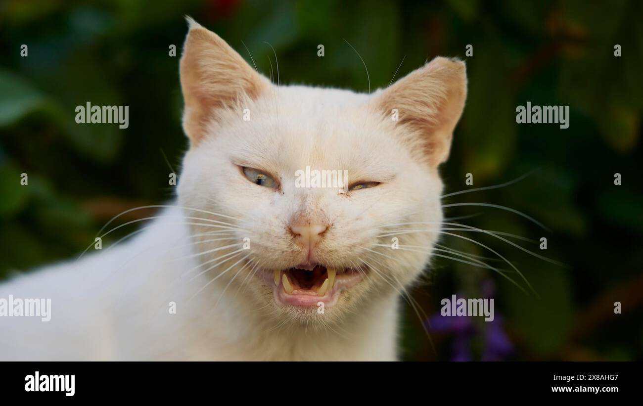 Close-up of a blinking white cat with open mouth, surrounded by green ...