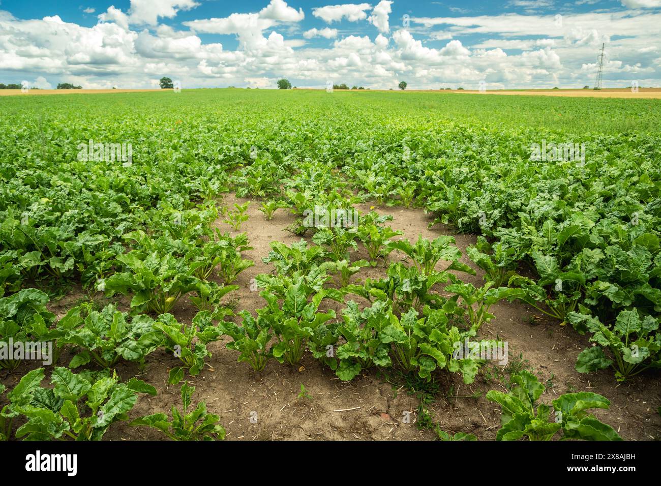 View of a mature green field of fodder beet plants on a July day in ...