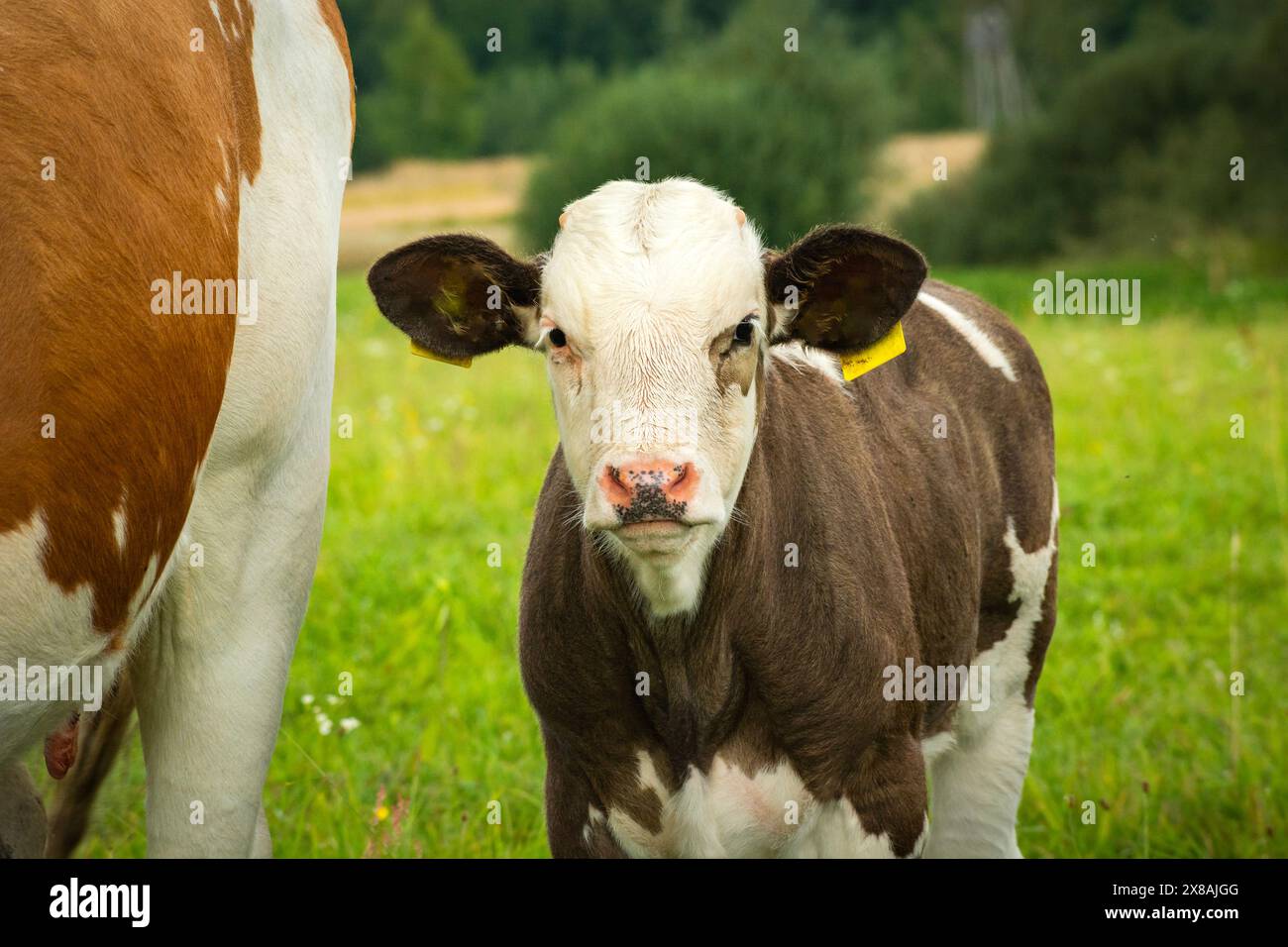 Young mother little cute hi-res stock photography and images - Alamy