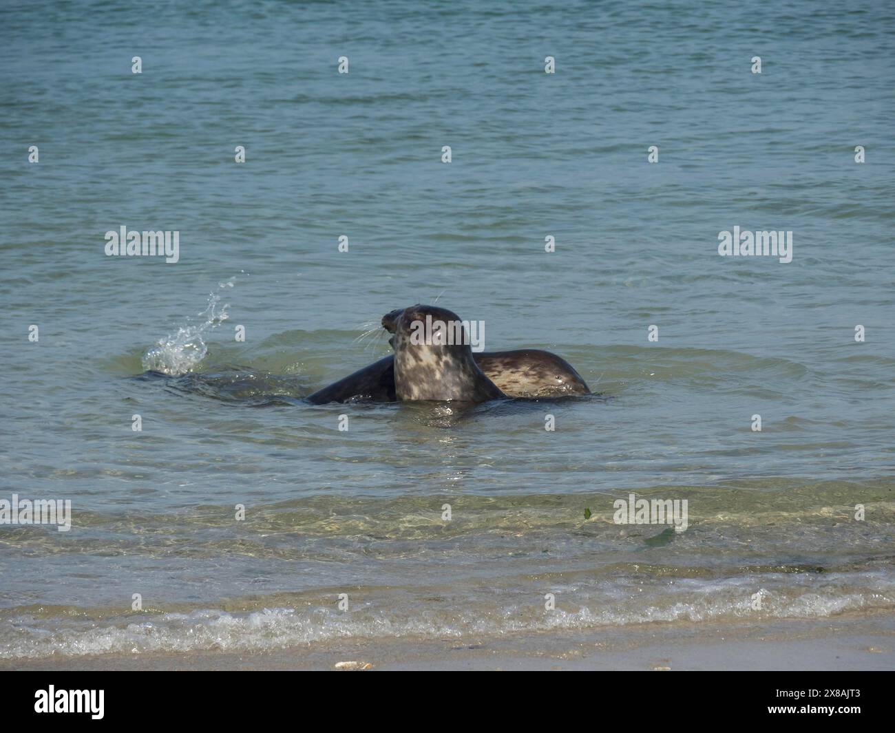 Two harbour seals playing together in the shallow water of the sea ...