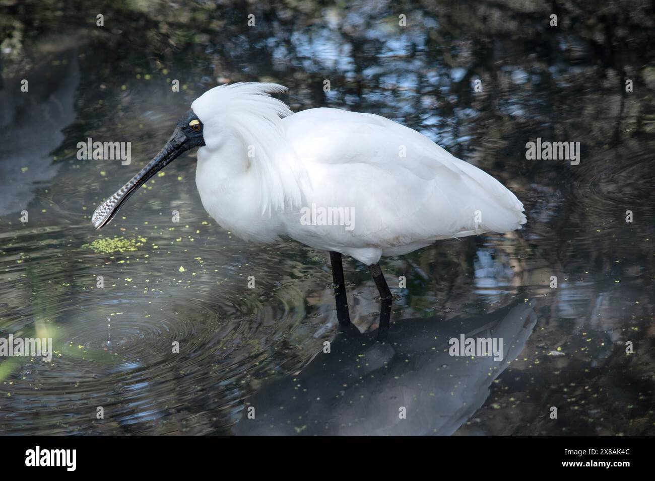 The royal spoonbill is a large white sea bird with a black bill that ...