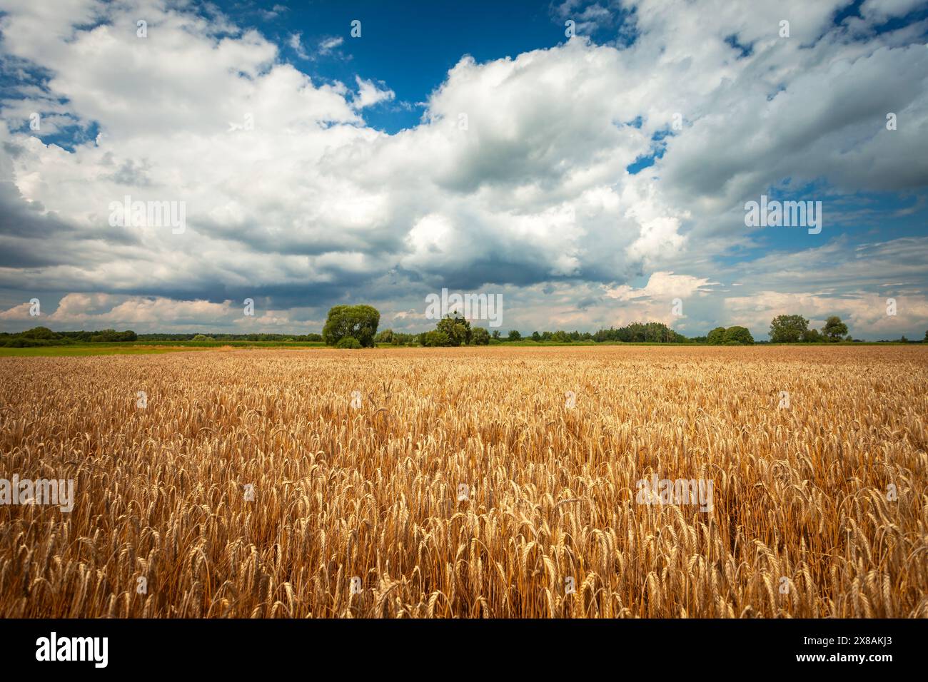 View of a mature golden grain field and clouds on a July day in eastern ...