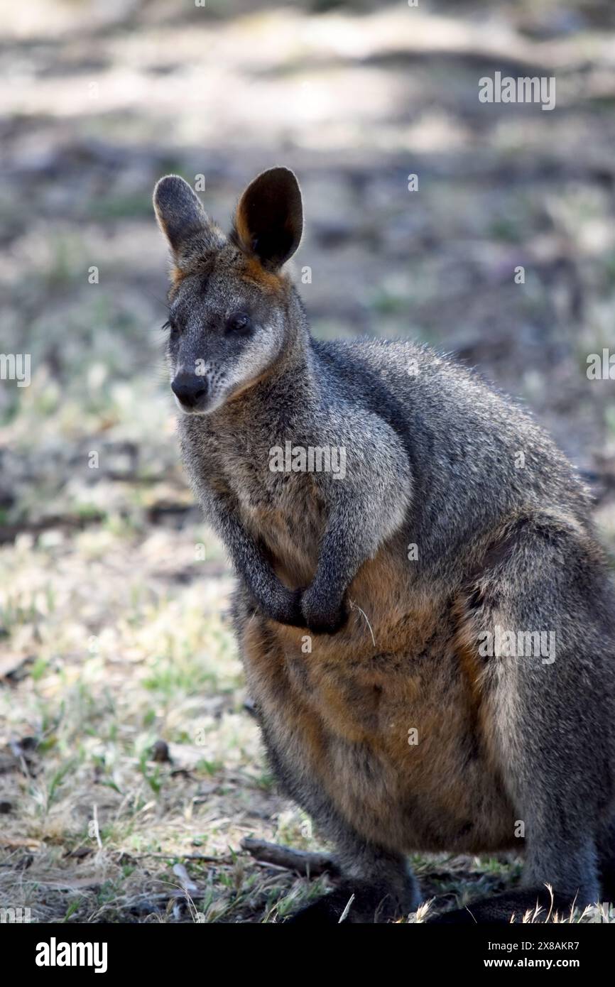 The swamp wallaby has dark brown fur, often with lighter rusty patches ...