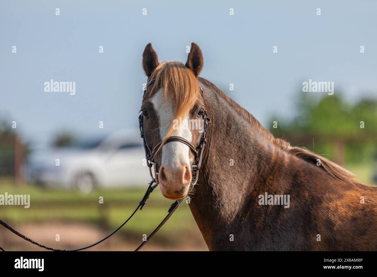 Pony at a horse show enjoying the sun Stock Photo - Alamy