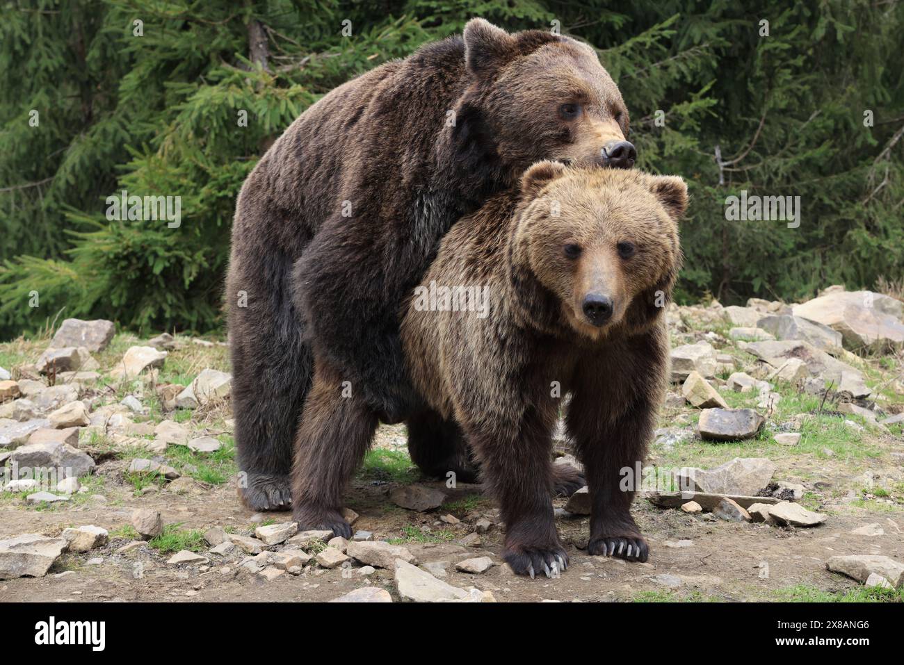 Big brown bear hugging another bear Stock Photo - Alamy