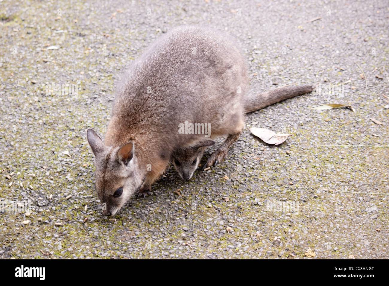 the tammar wallaby has a joey in her pouch Stock Photo - Alamy