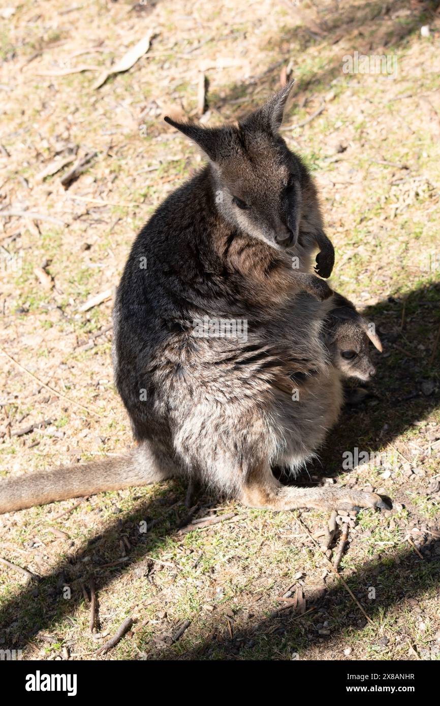 The tammar wallaby has dark greyish upperparts with a paler underside ...