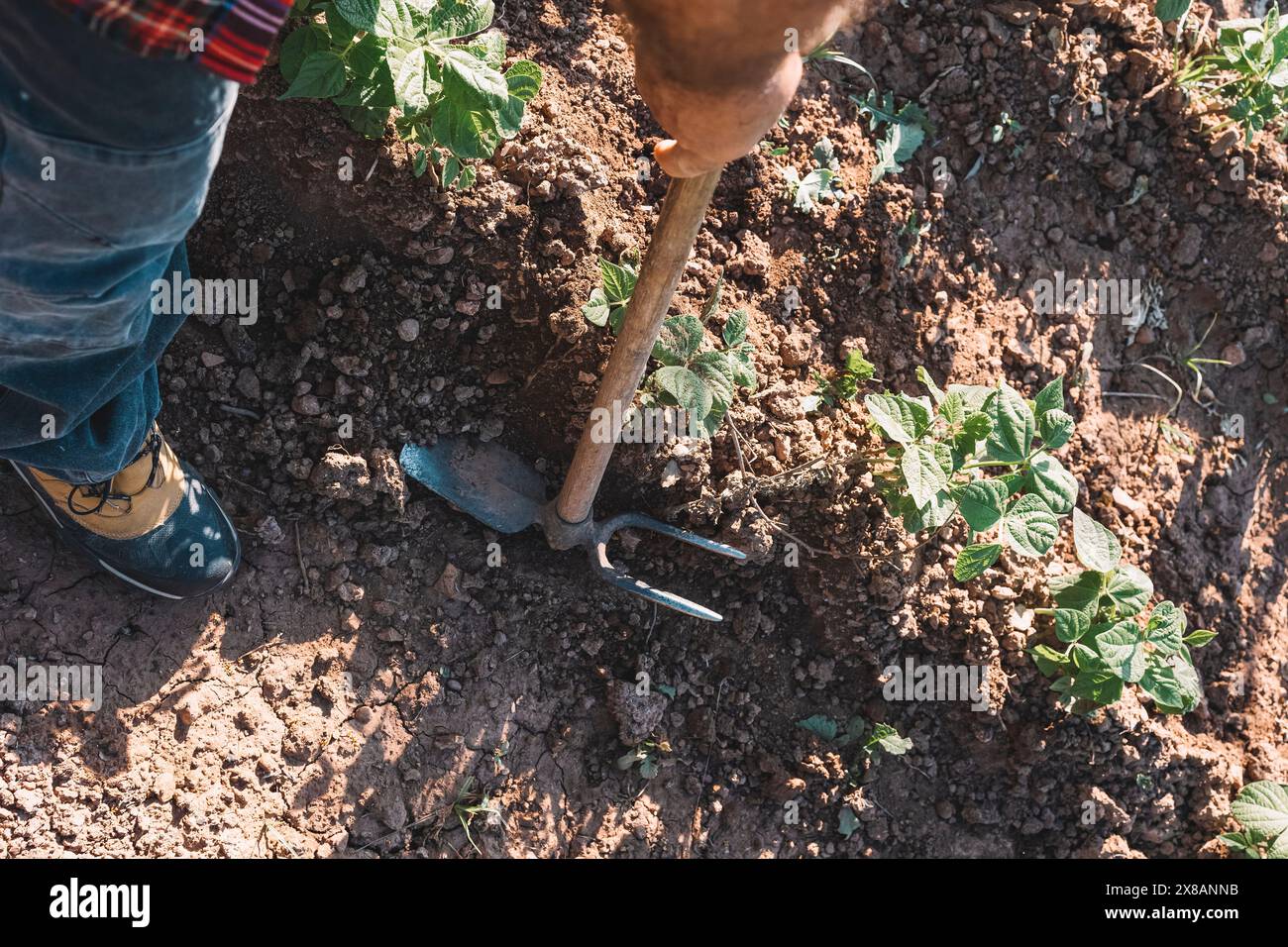 Farmers cultivating soil in the garden with tools at hand Stock Photo ...