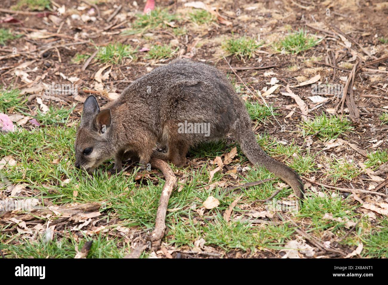 The tammar wallaby has dark greyish upperparts with a paler underside ...