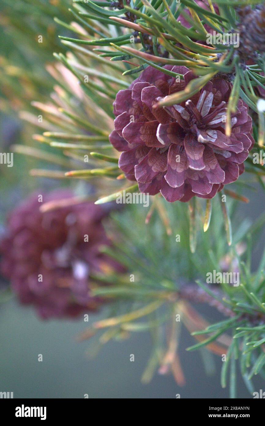Green pine cone on a pine tree canada hi-res stock photography and ...