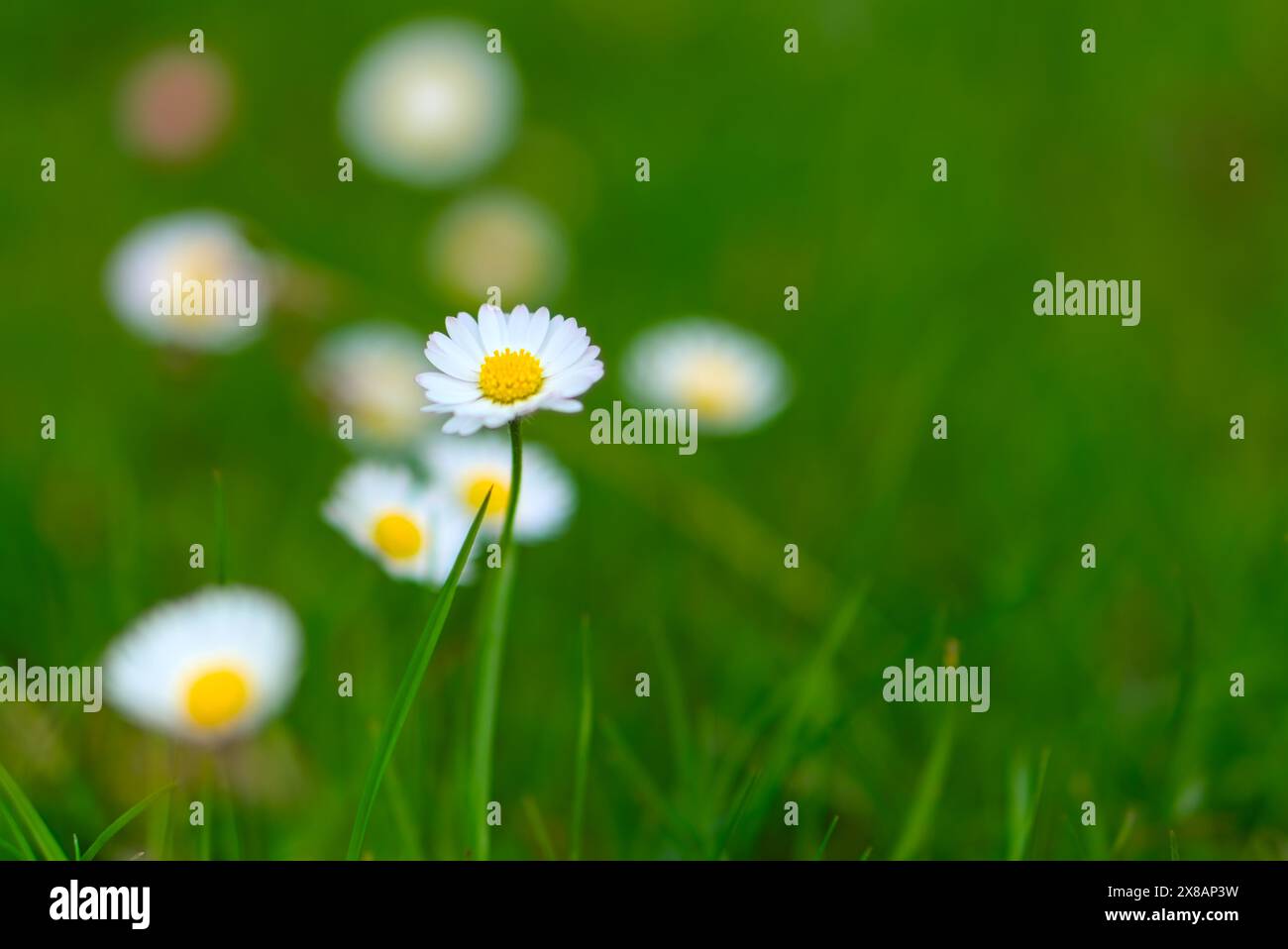 A close-up of a single daisy with white petals and a yellow center ...