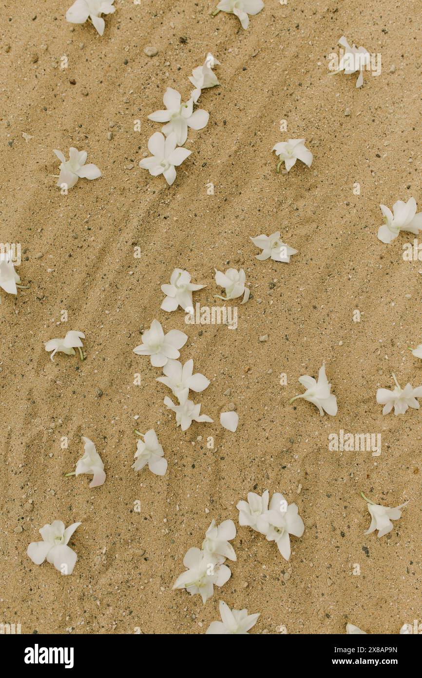 Scattered white plumeria spread on tropical sand Stock Photo - Alamy