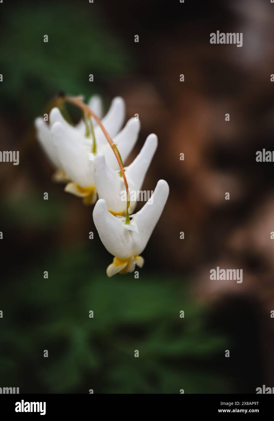 Macro image of wild flower Dutchman's Breeches - Dicentra cucullaria ...
