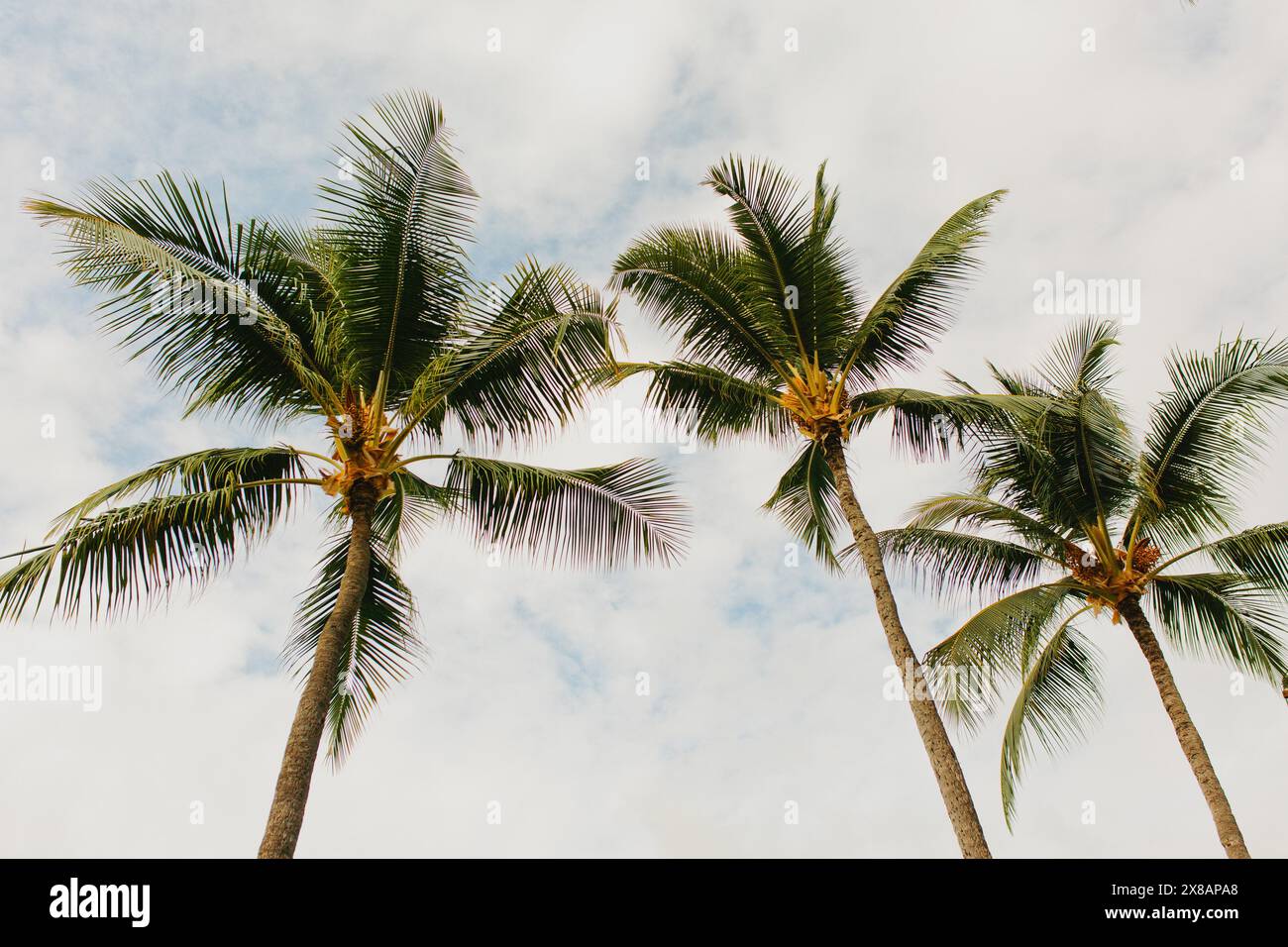 Hawaiian palm trees stand tall in tropical blue skies with clouds Stock ...