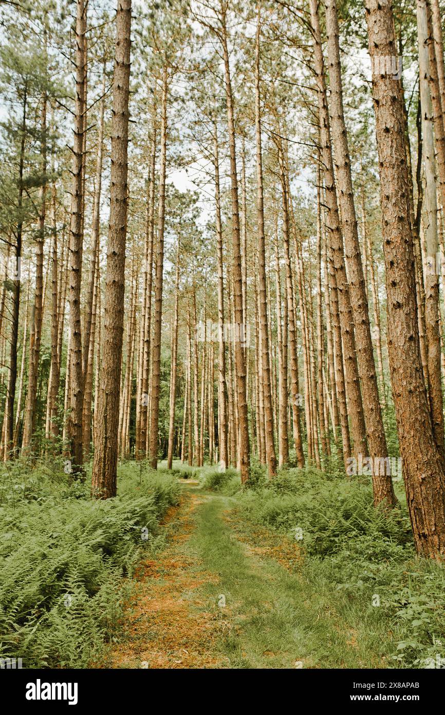 Woodland Hiking Trail with tall trees ferns and greenery Stock Photo ...