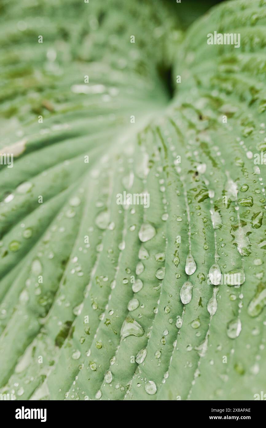Water drops fall off of green plant on rainy gloomy day Stock Photo - Alamy