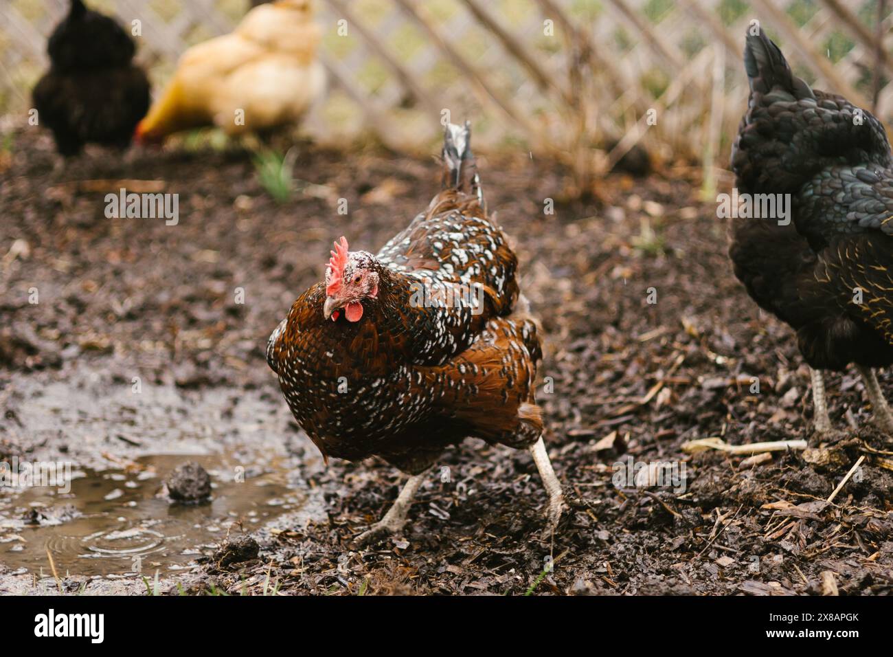 Pet brown chicken in yard with puddle Stock Photo - Alamy