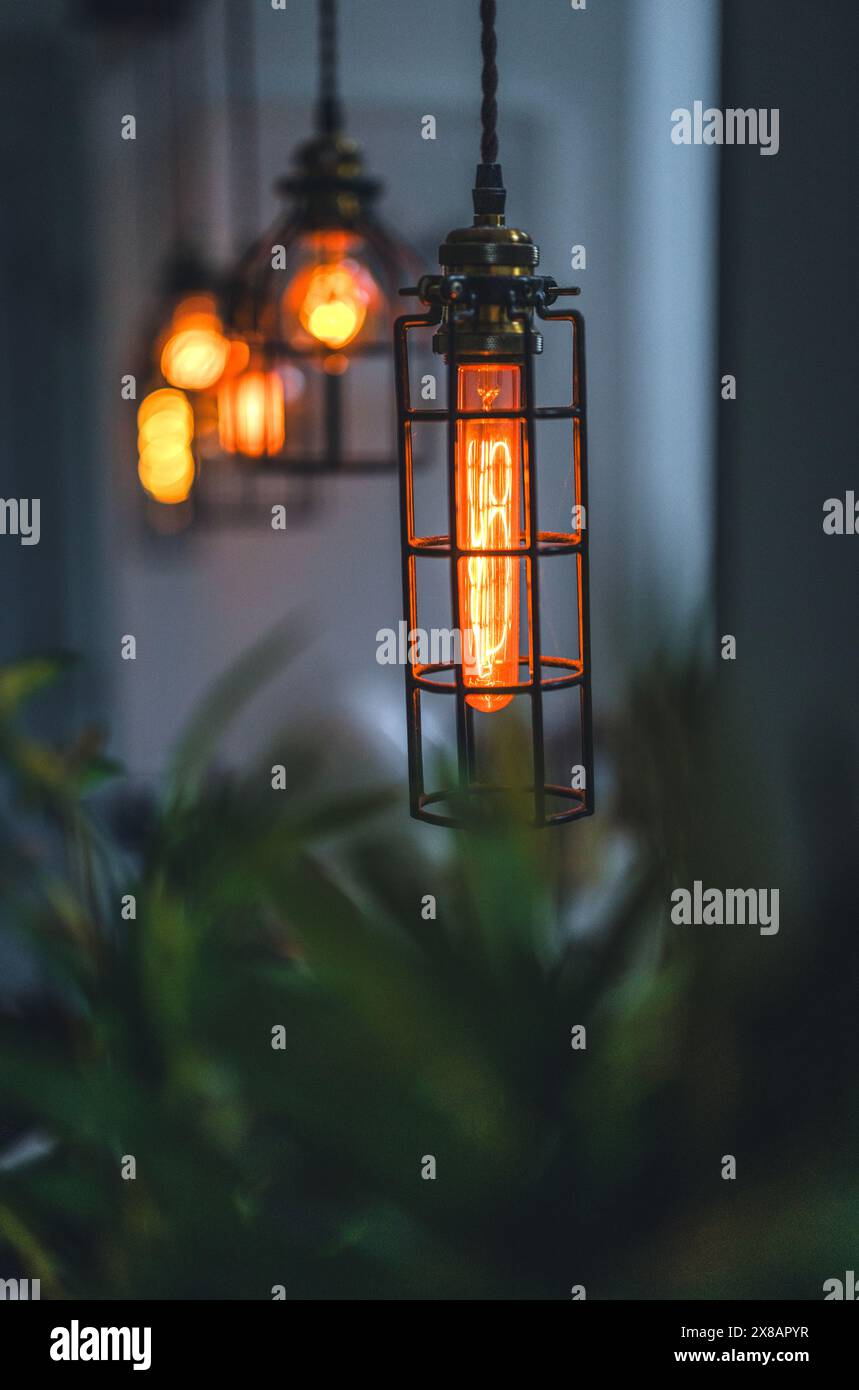 Stylish lightbulbs protected by wire hang inside above plants Stock ...
