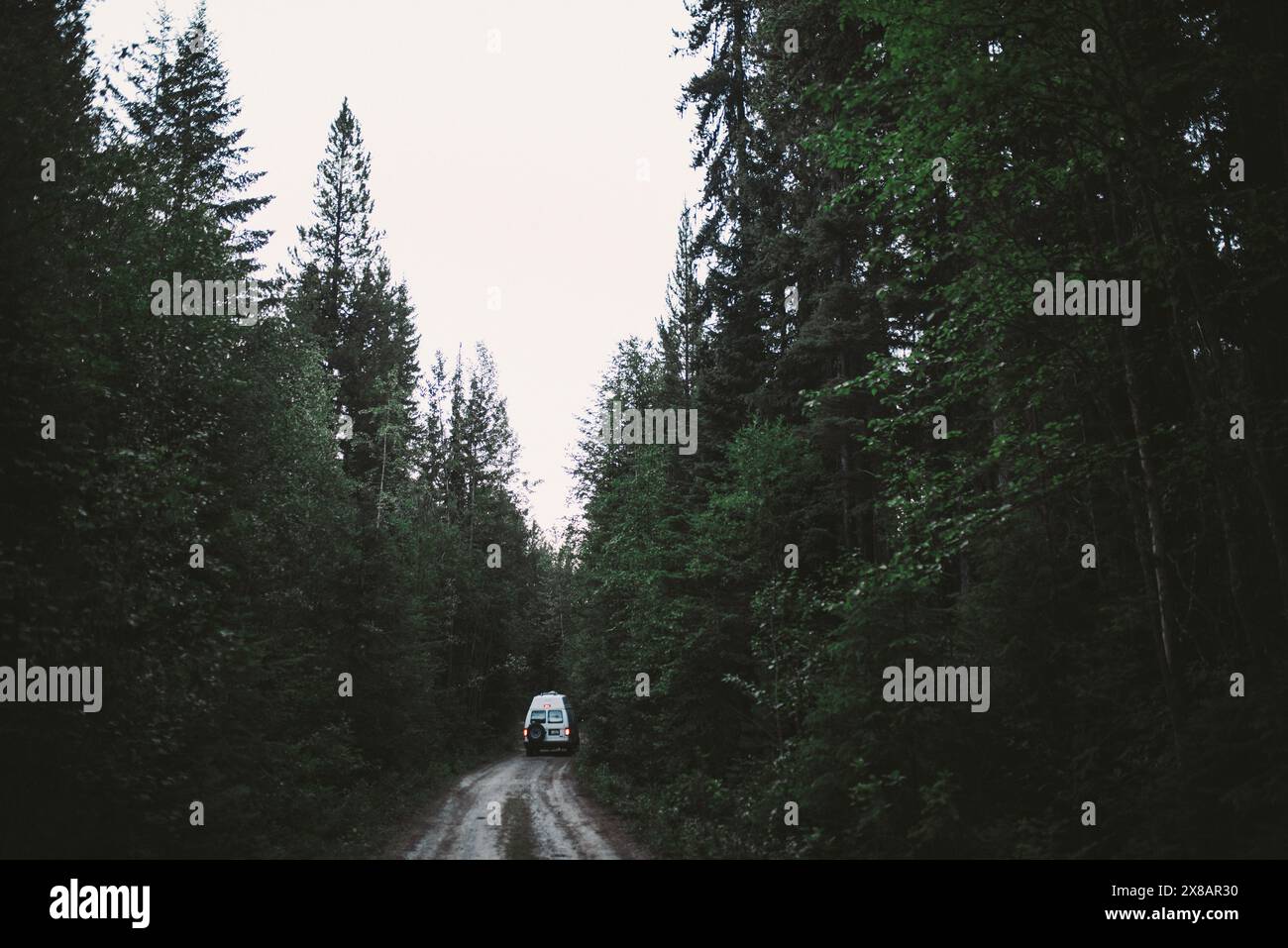 muddy road with trees everywhere Stock Photo - Alamy