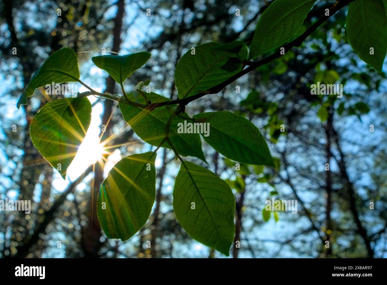 Close-up of green leaves on a branch with sunlight filtering through ...