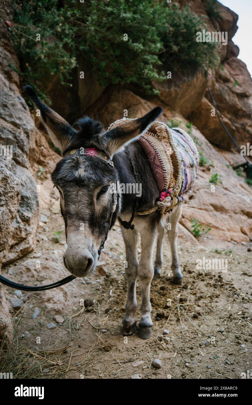 Donkey standing on rock hi-res stock photography and images - Alamy
