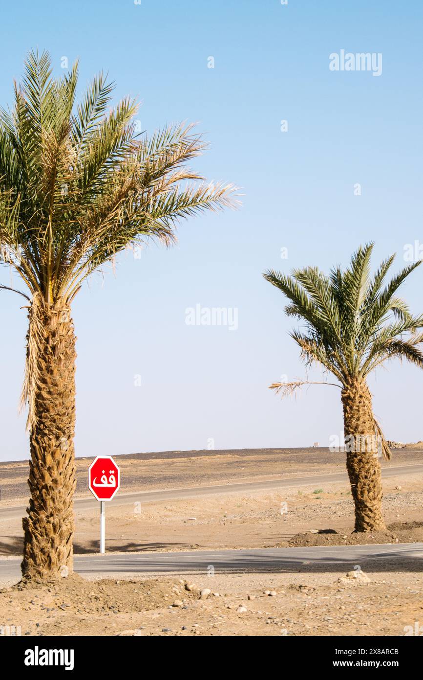 A stop sign in Arabic stands between two lone palm trees in the Stock ...