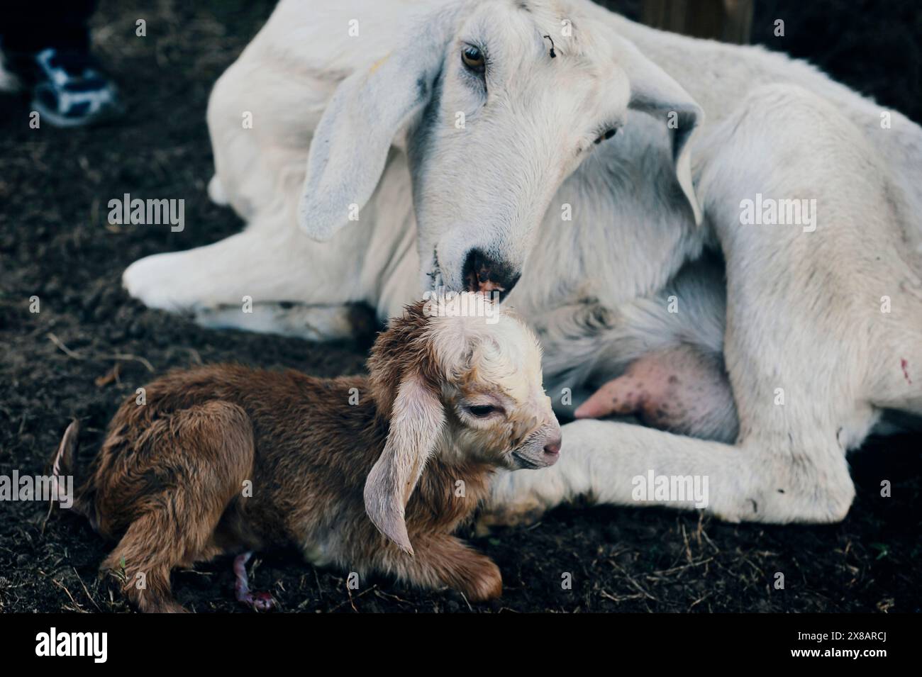 White goat gently nuzzling its newborn kid in a barnyard setting Stock ...