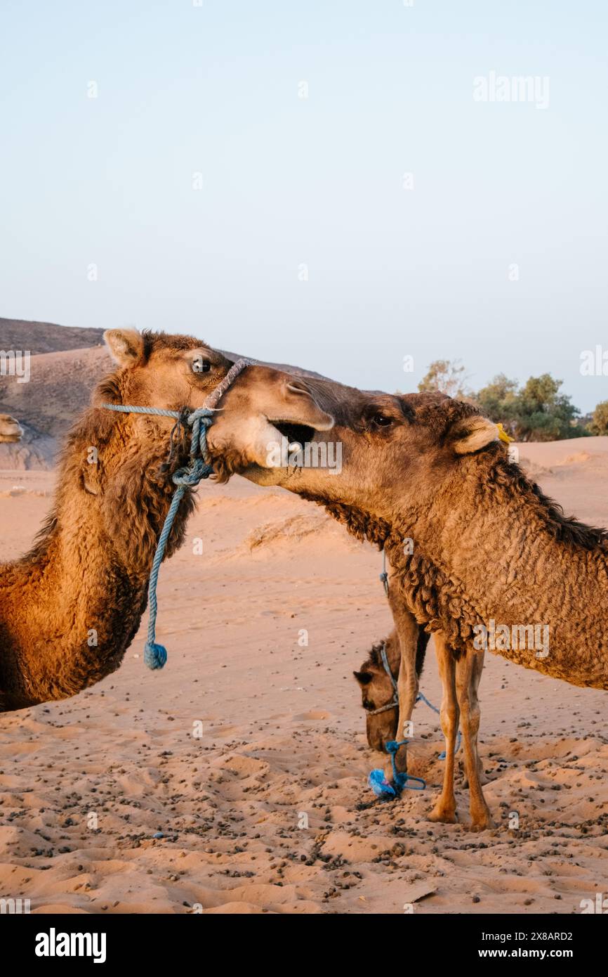 Camel bone hi-res stock photography and images - Alamy