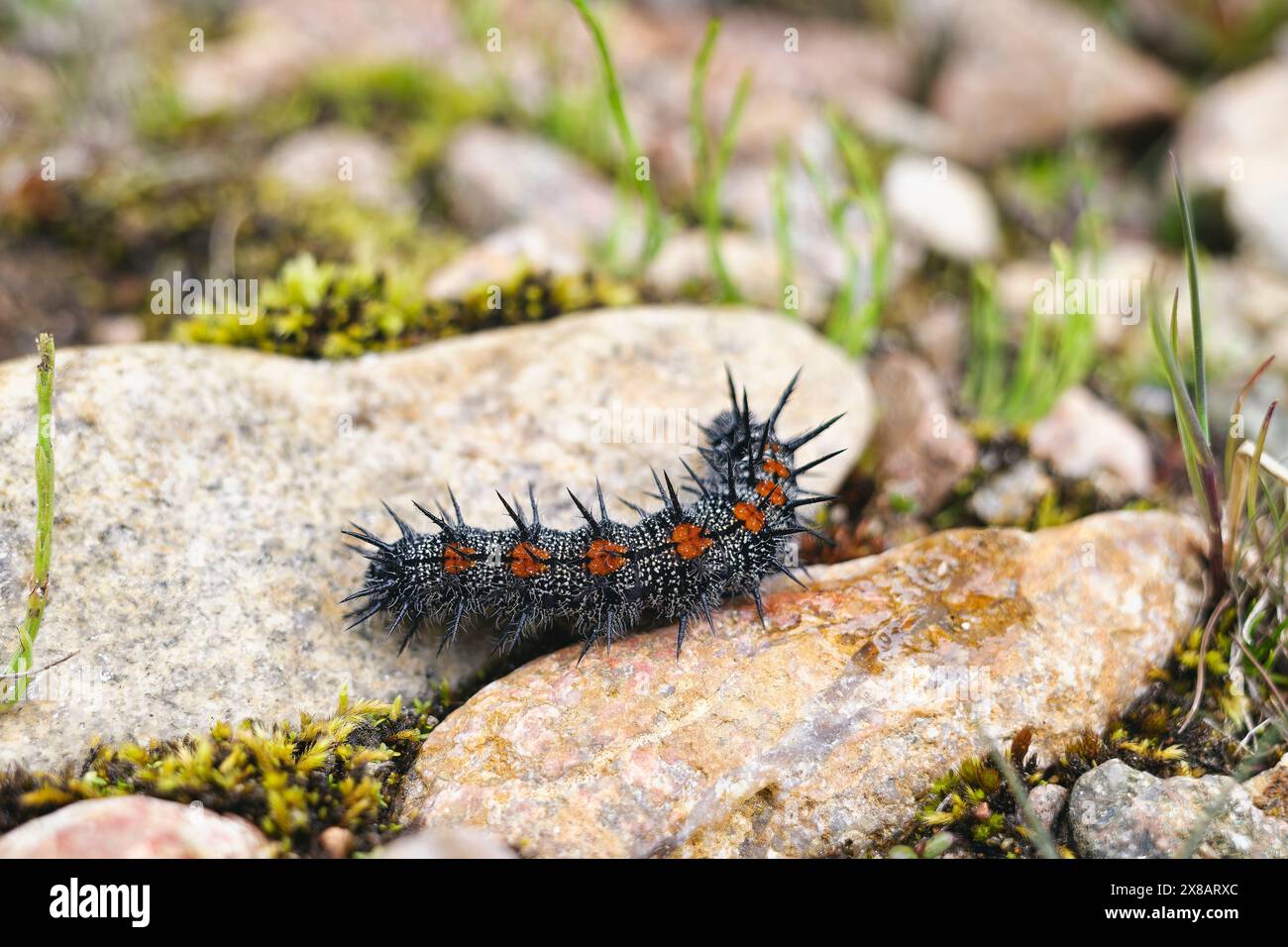Caterpillar crawling on rocks hi-res stock photography and images - Alamy