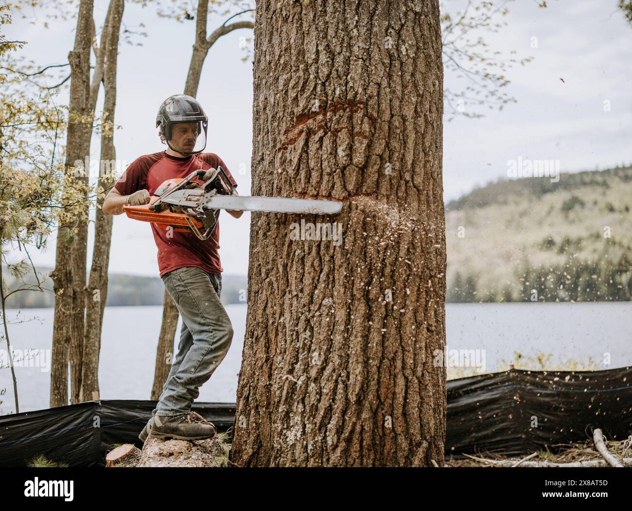 Logger uses chainsaw to notch tree before cutting it down, Maine Stock ...