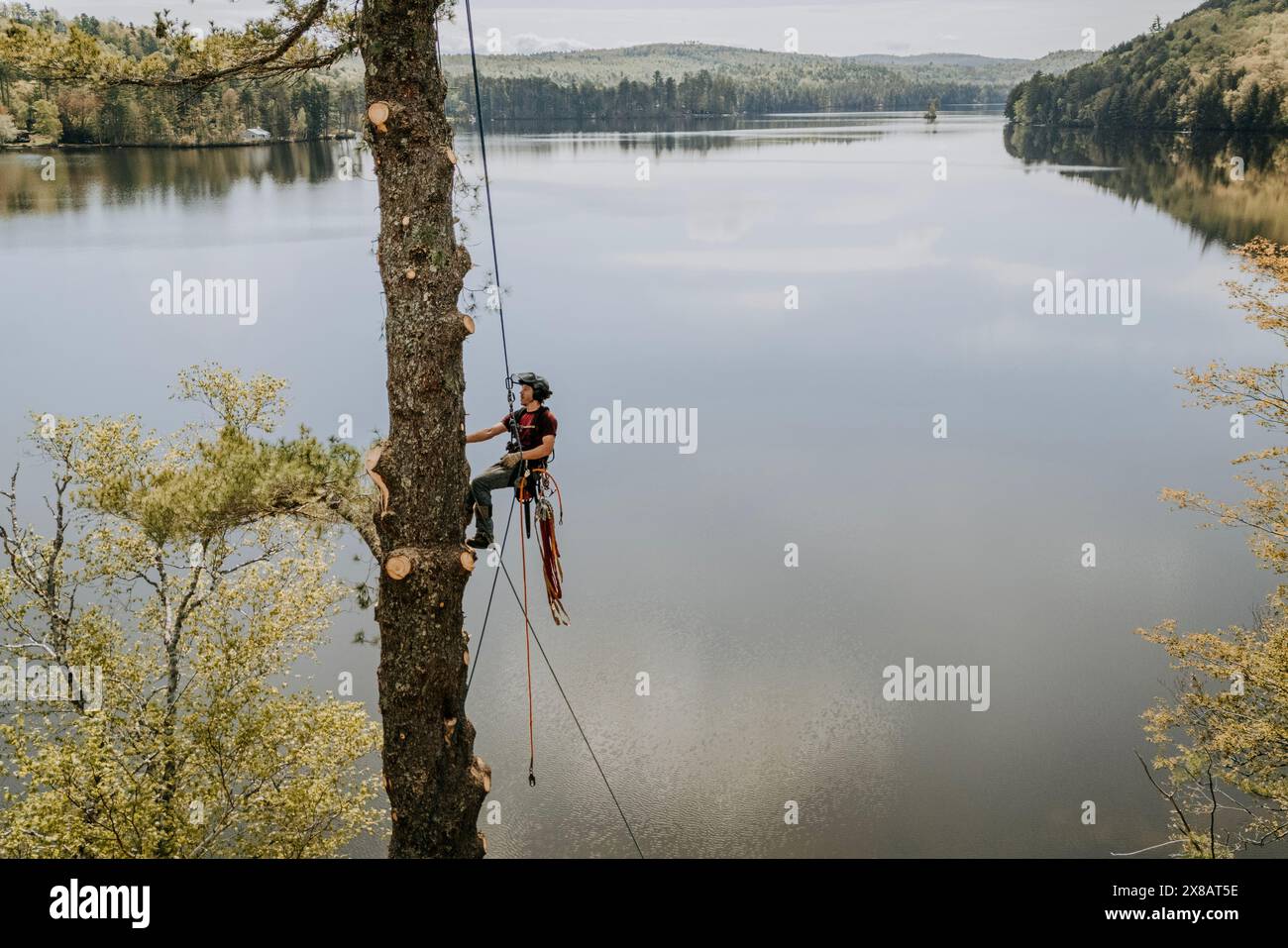 Tree arborist hangs high over beautiful lake while cutting down tree ...