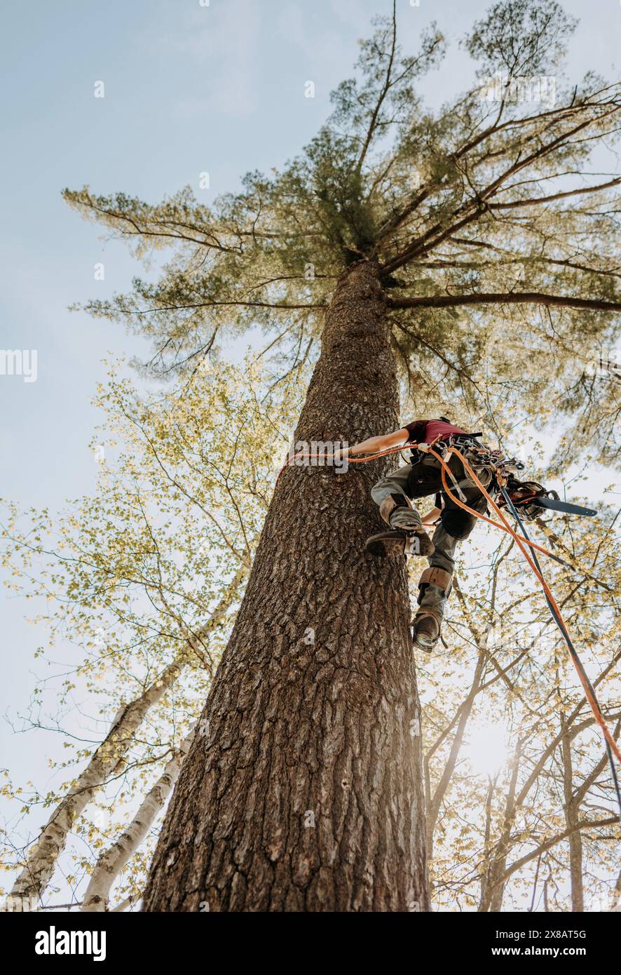 Arborist uses ropes to climb up trunk of massive white pine tree Stock ...