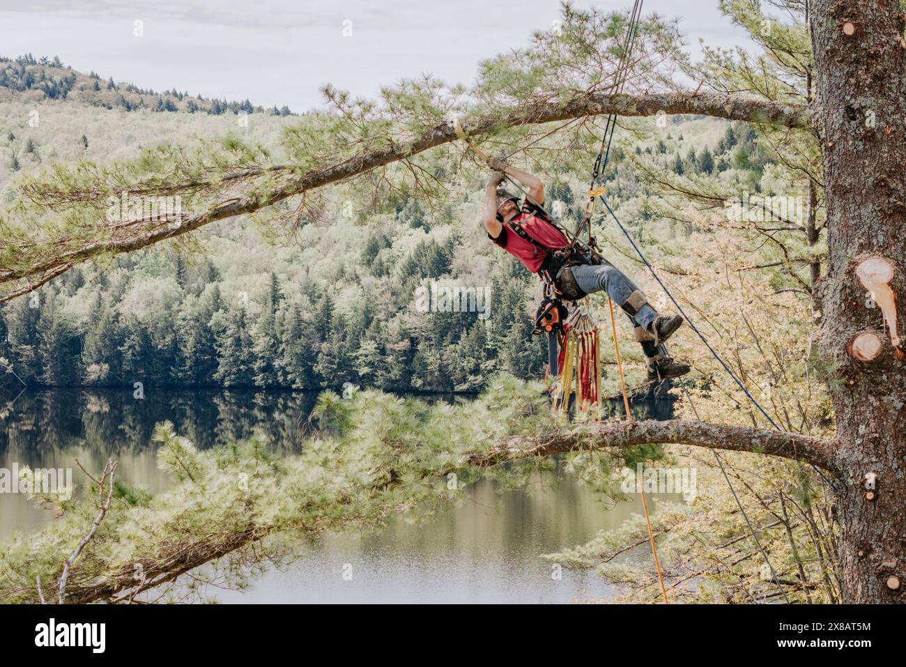 Tree arborist hangs precariously from branch of white pine over lake ...
