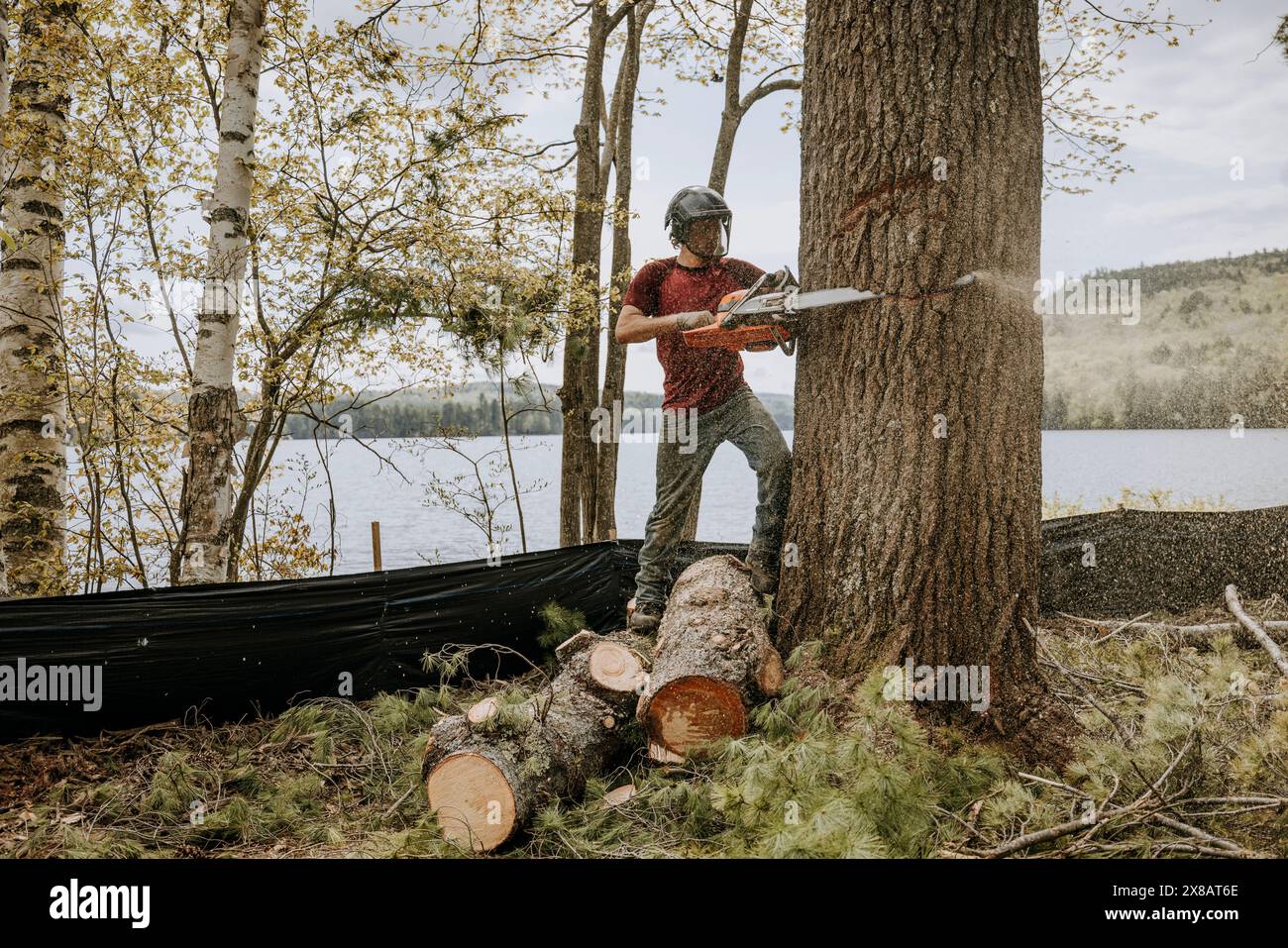 Male logger wearing helmet uses chainsaw to cut down pine tree, Maine ...