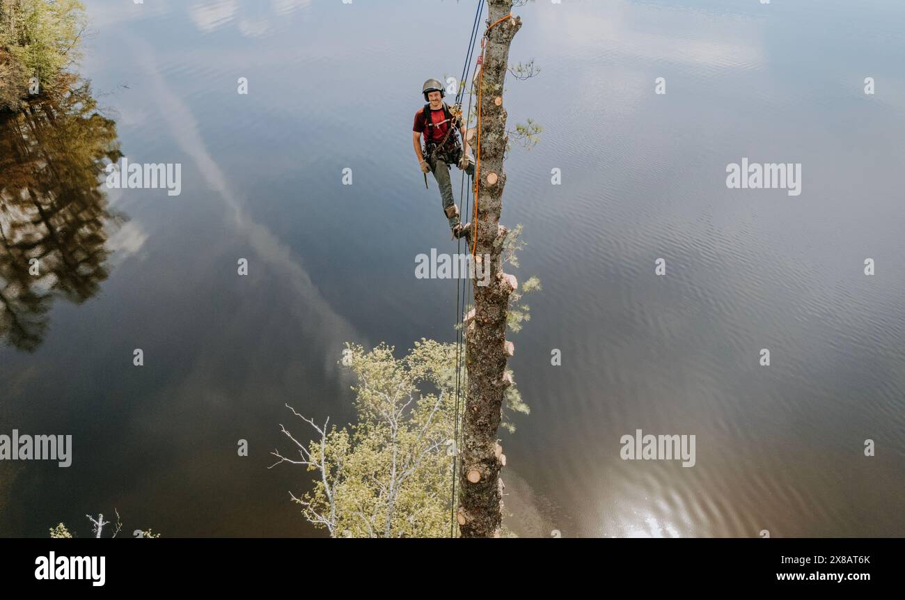 Tree arborist pauses for portrait high up in pine tree, Maine Stock ...