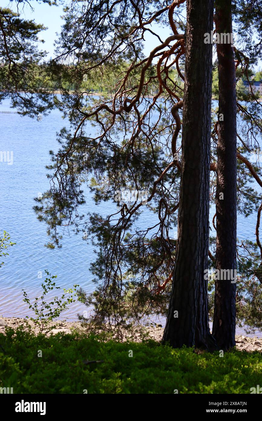 Trees by the sea in Kuusisaari, Helsinki, Finland Stock Photo - Alamy