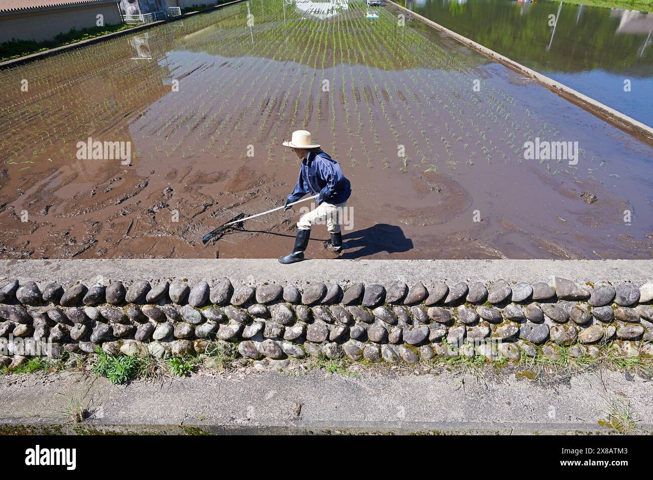 Farmer raking mud in ricefield in Japan Stock Photo - Alamy