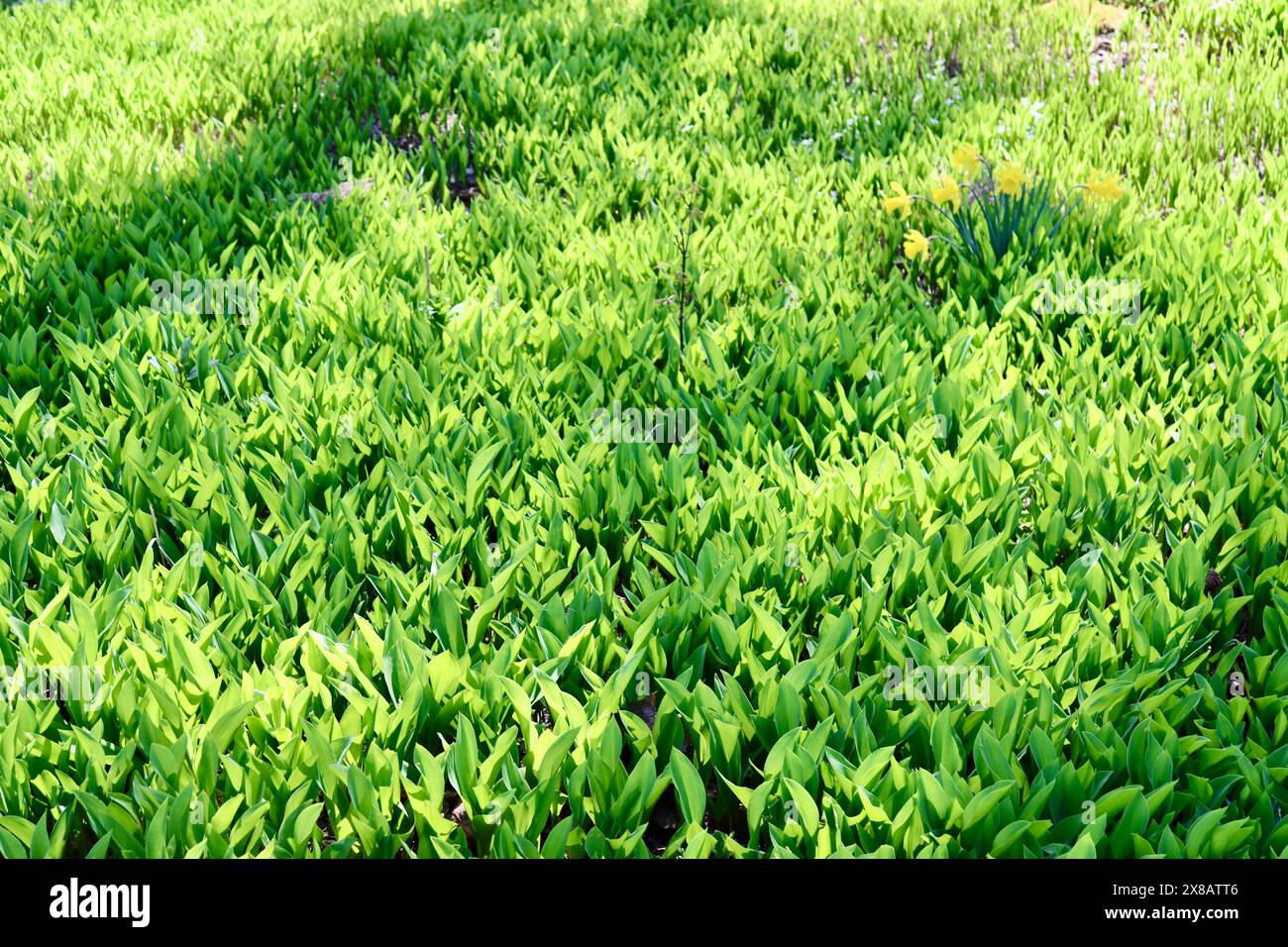 Green field of lily of the valley in the spring before bloom in ...