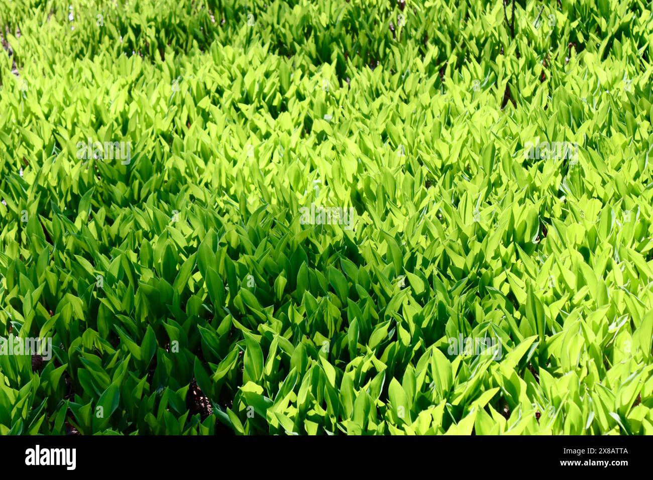 Green field of lily of the valley in the spring before bloom in ...