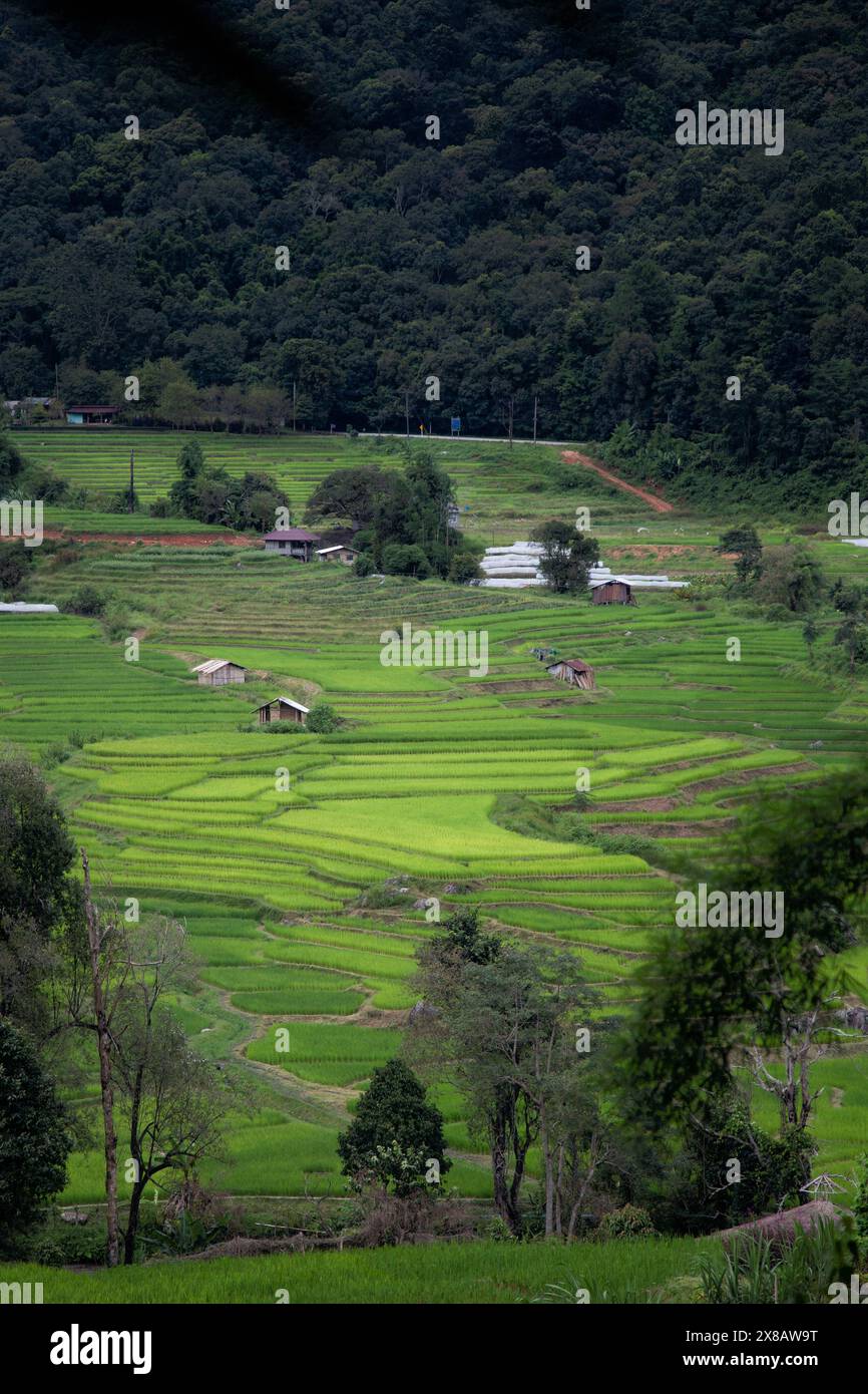 Luch rice terraces with few buildings in northern Thailand Stock Photo ...