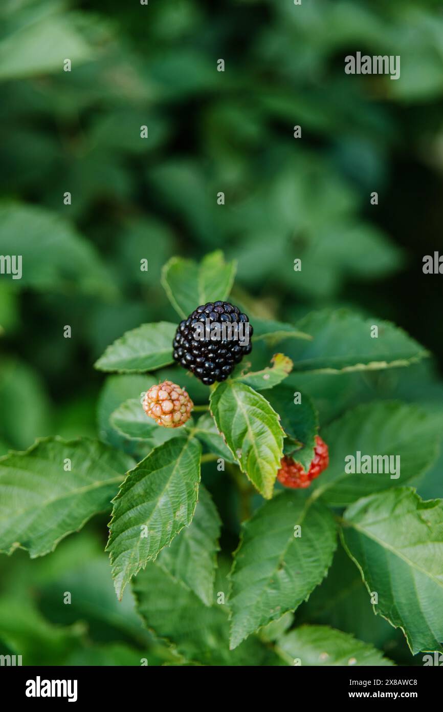 Three blackberries on a vine in the summer with one at peak ripeness ...
