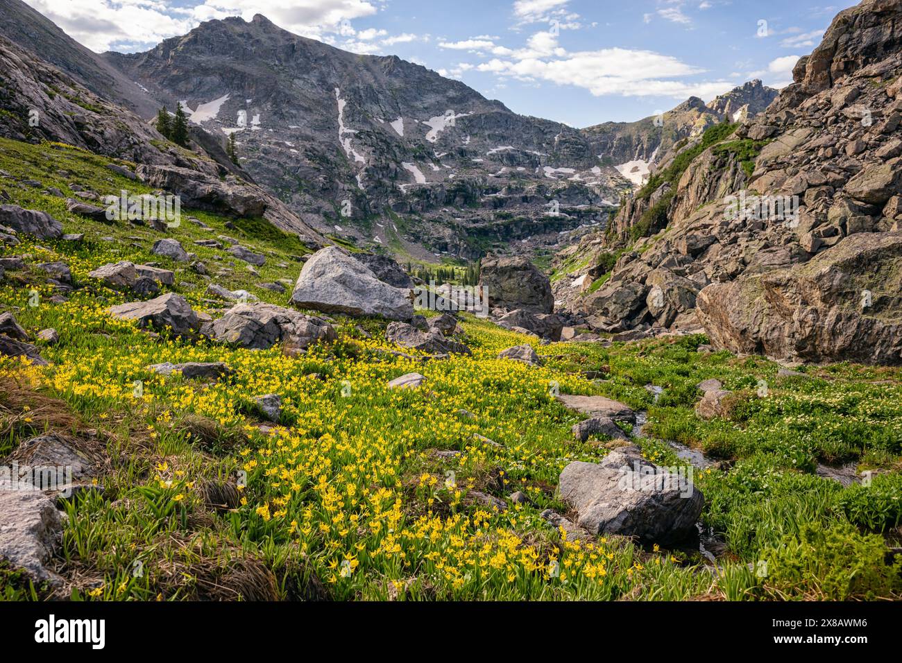 Scenic mountain landscape with wildflowers and rocky terrain Stock ...
