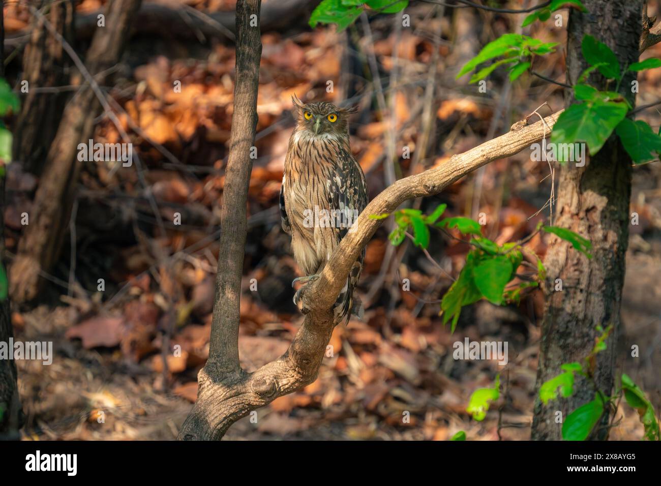 Indian feather fish hi-res stock photography and images - Alamy