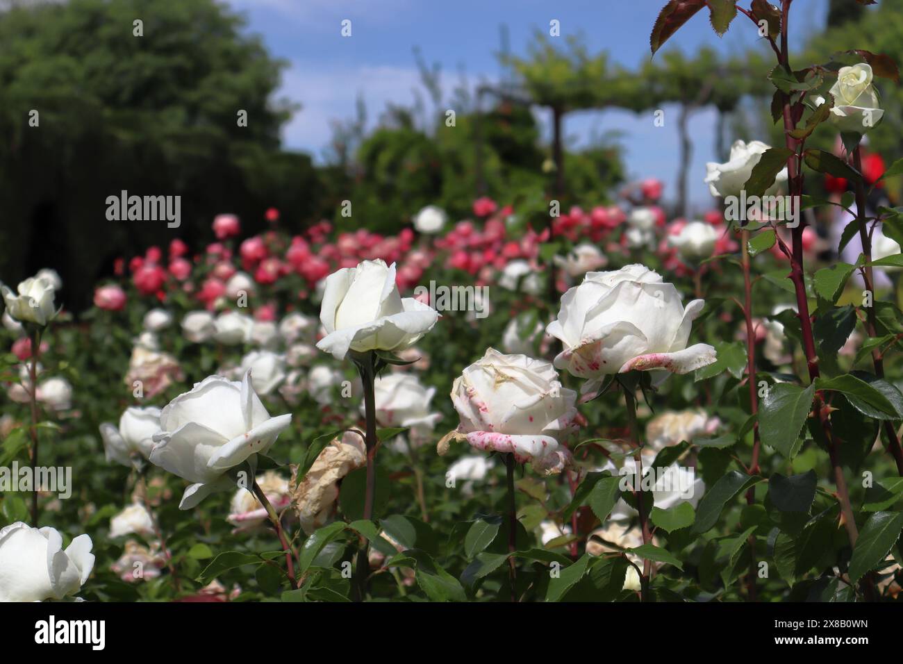 Alhambra garden roses hi-res stock photography and images - Alamy