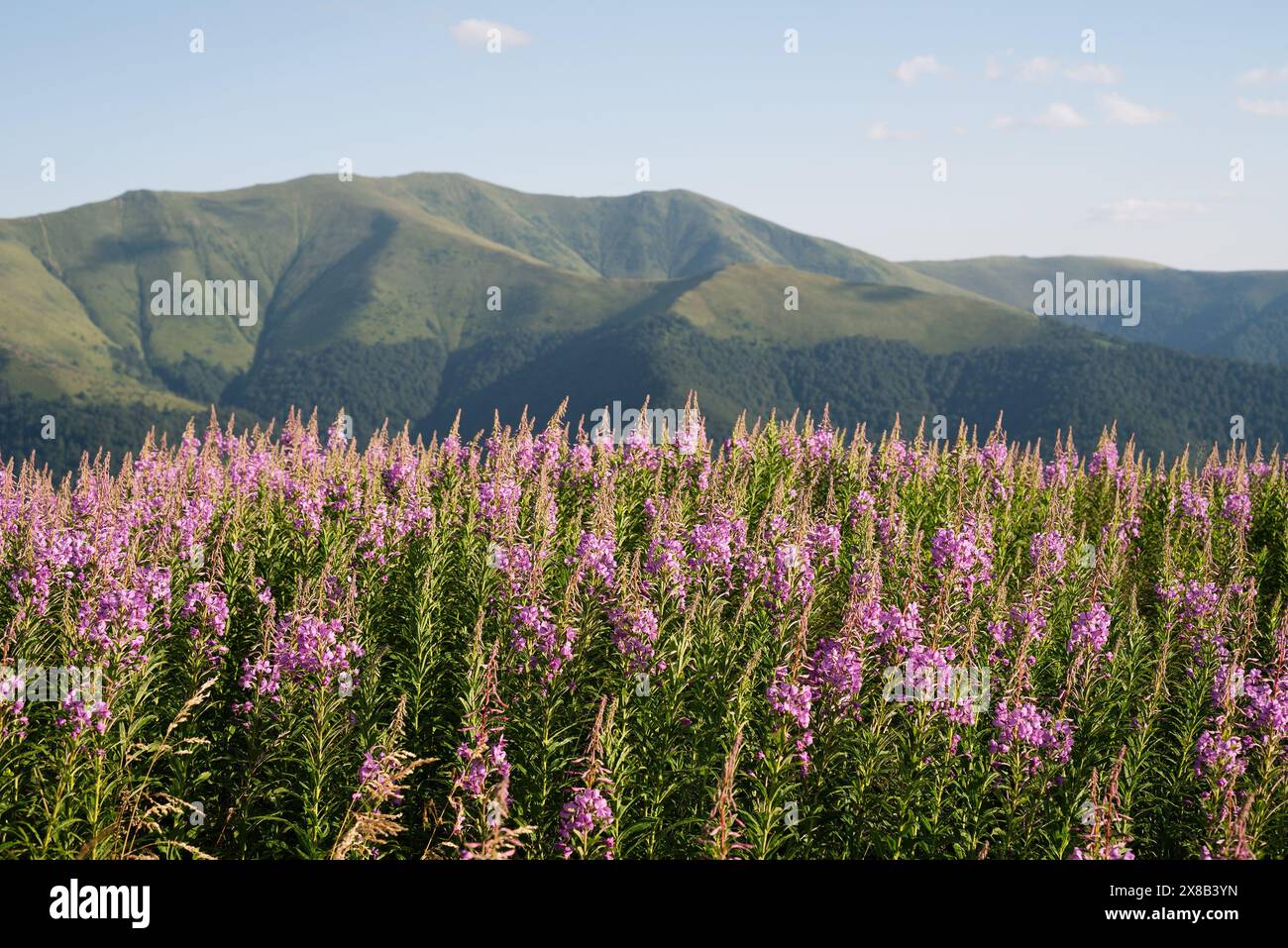 Flowering fireweed hi-res stock photography and images - Alamy