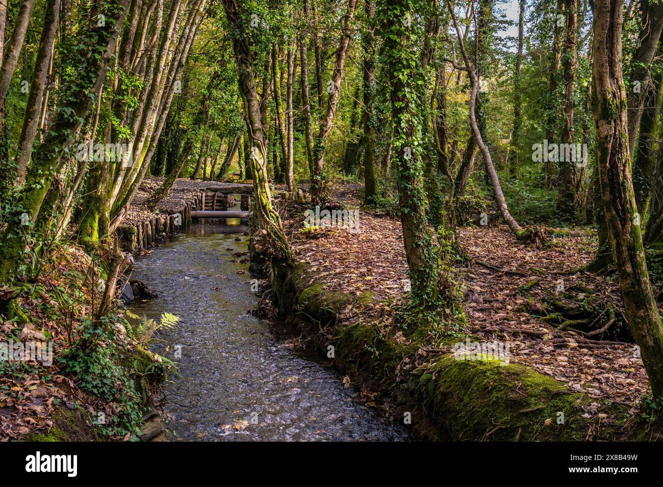 The Tehidy; Stream flowing through Tehidy Woods Country Park in ...
