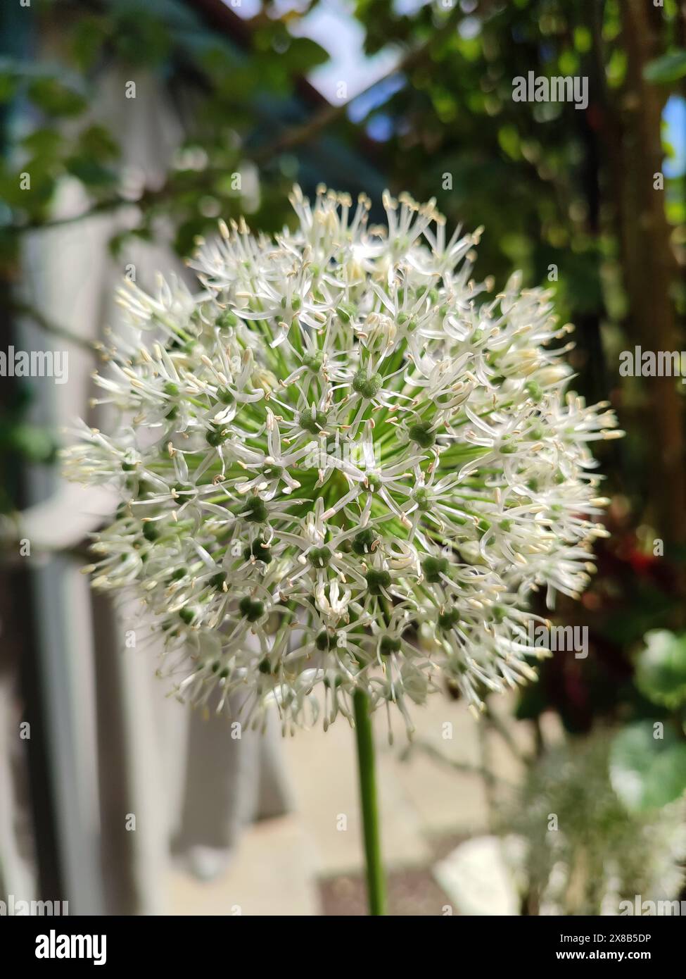 Gardenday hi-res stock photography and images - Alamy