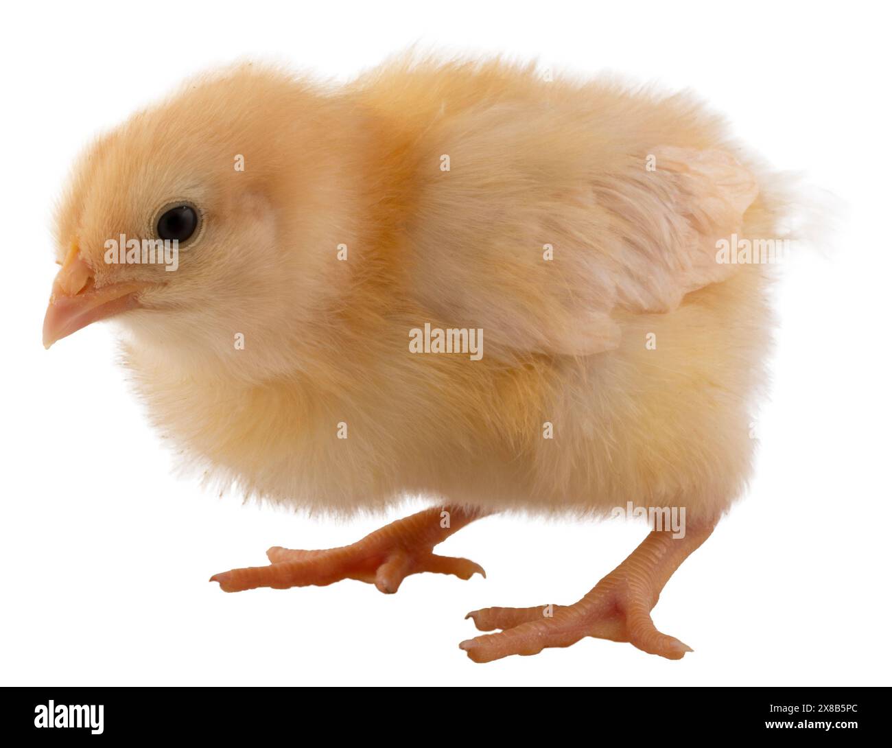 Very young buff orpington chicken chick in a studio shot and isolated ...