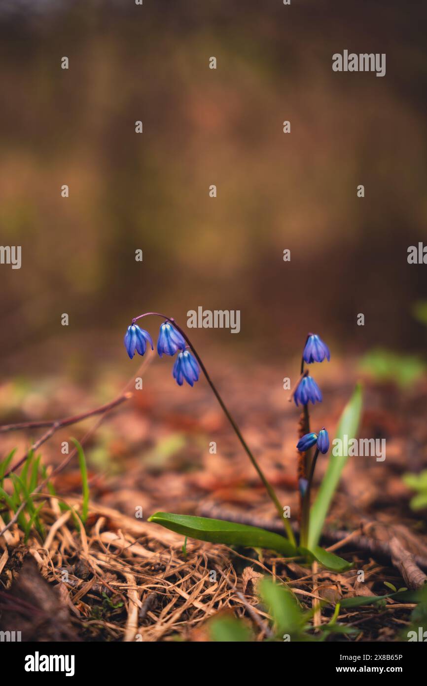 Blue flowers high quality hi-res stock photography and images - Alamy
